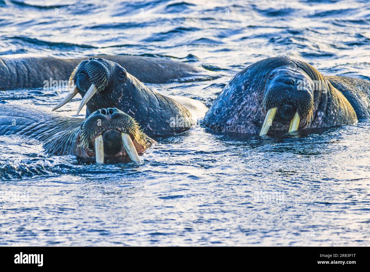 Flock walruses odobenus rosmarus hi-res stock photography and images ...