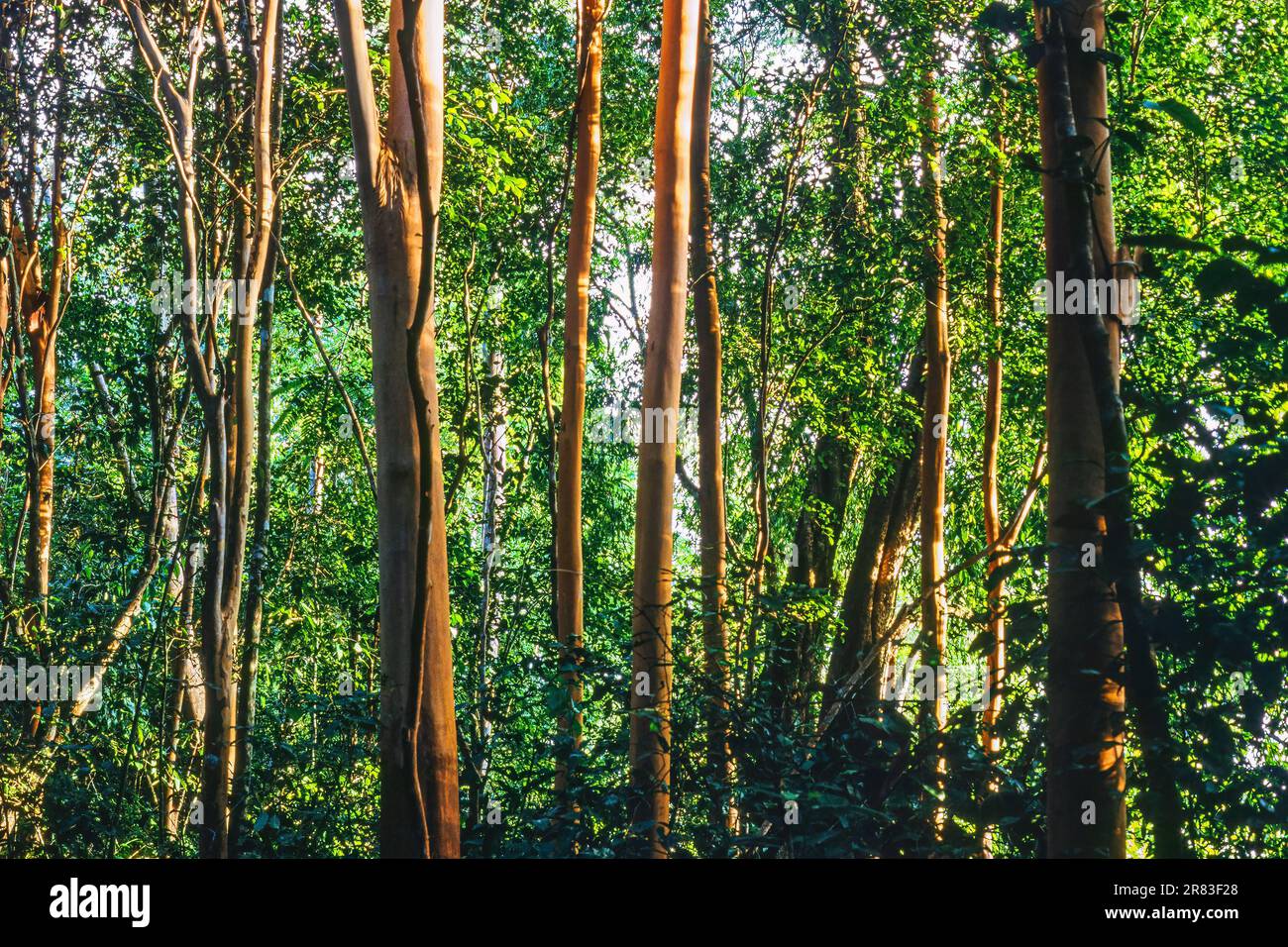 Tree trunks without bark in a rainforest Stock Photo - Alamy