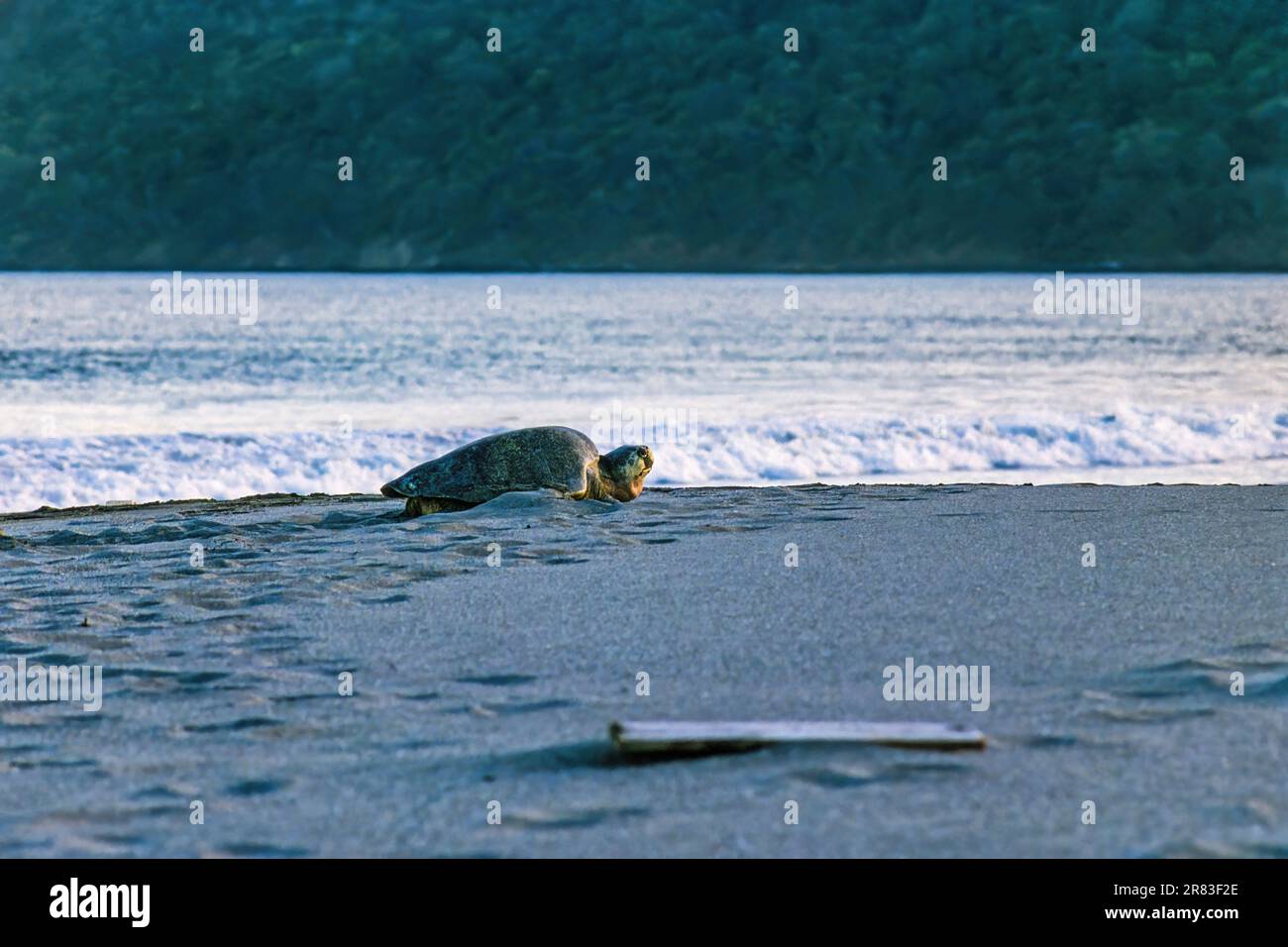 Surf costa rica morning wave hi-res stock photography and images - Alamy