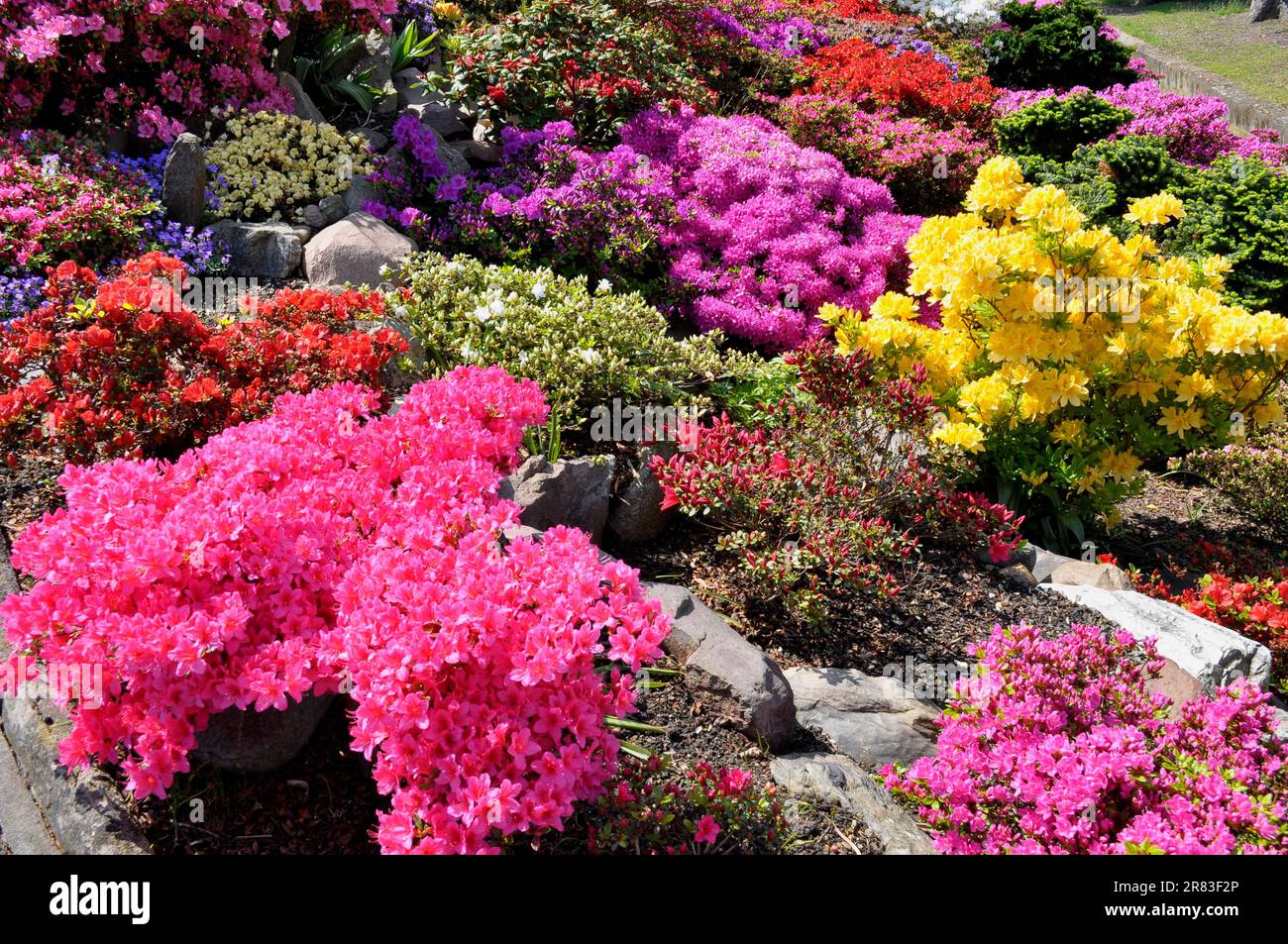 Private flowering rhododendron garden in spring, azalea garden, in ...
