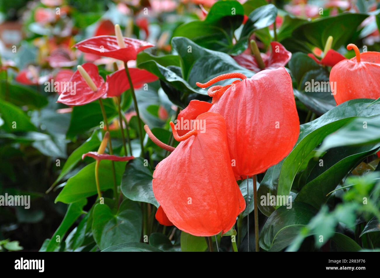 List of anthurium species hi-res stock photography and images - Alamy