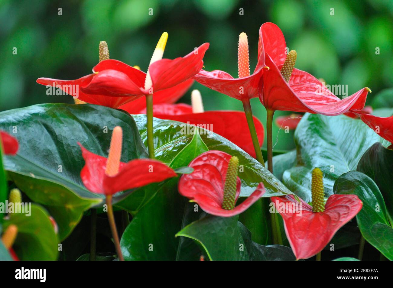List of anthurium species hi-res stock photography and images - Alamy