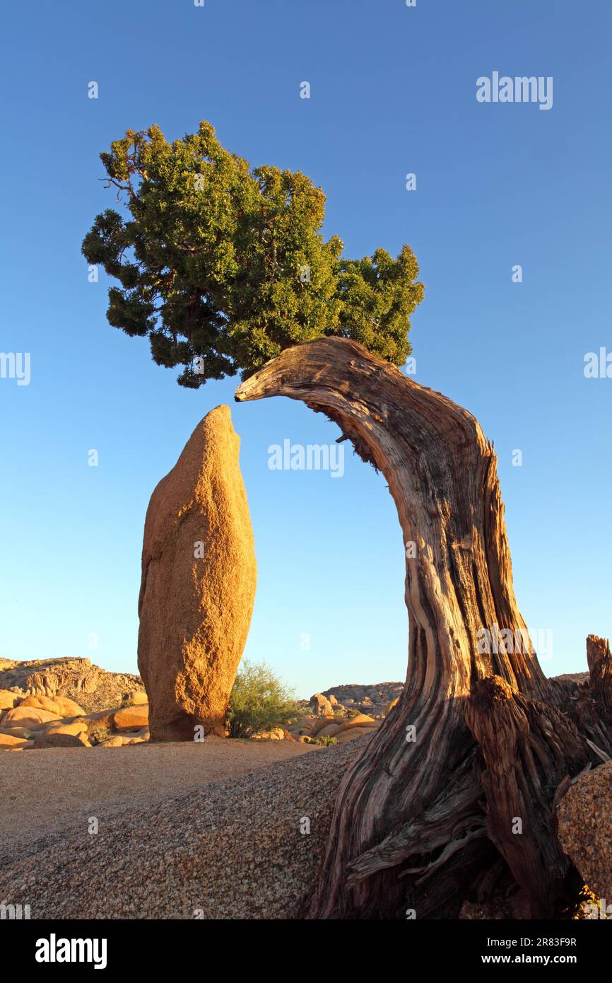 Jumbo rocks landmark hi-res stock photography and images - Alamy