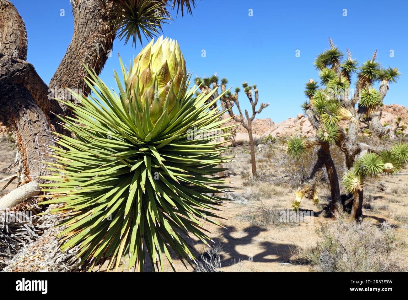 Yucca valley north hi-res stock photography and images - Alamy