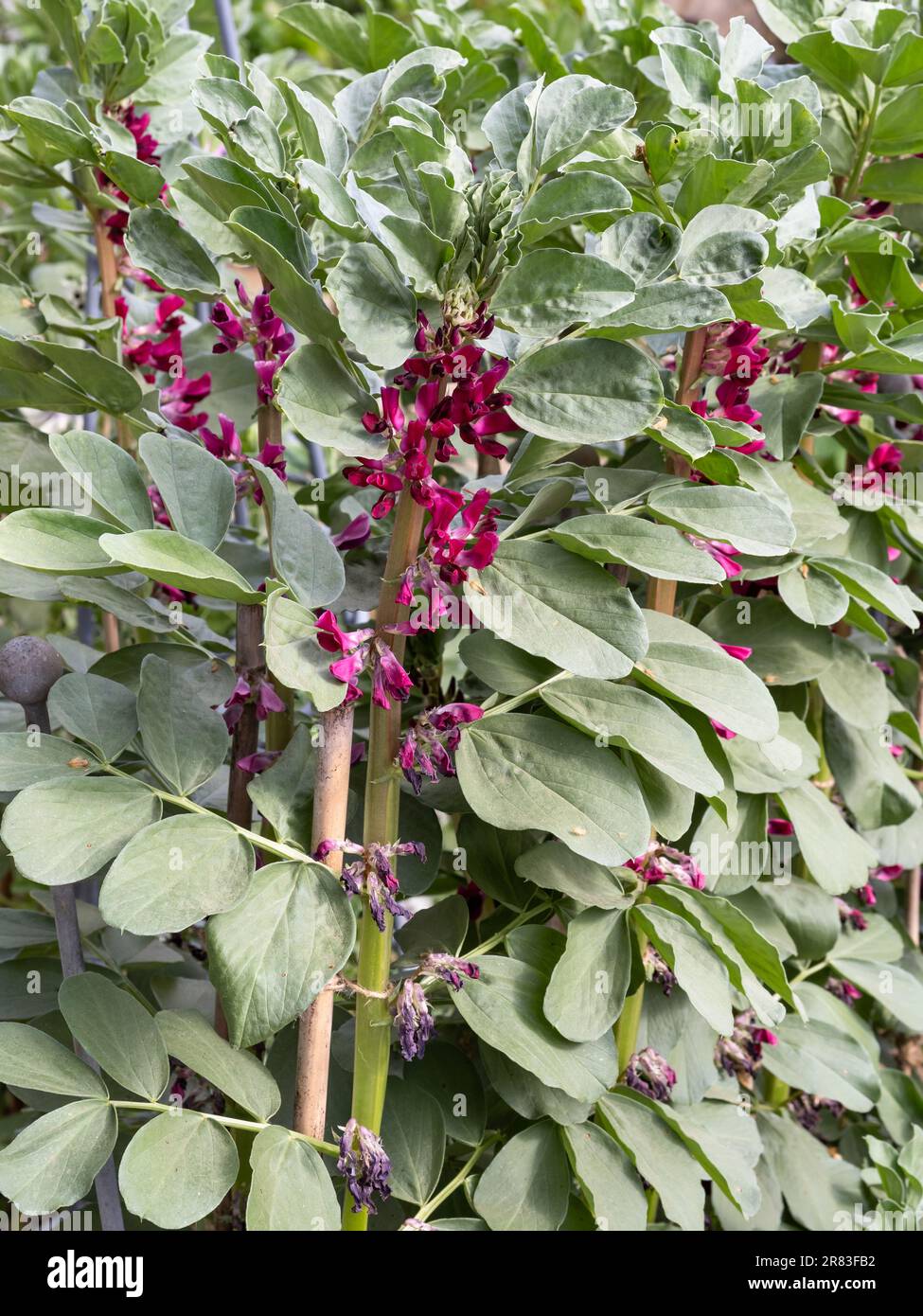 Crimson flowered Broad Bean plant Stock Photo - Alamy