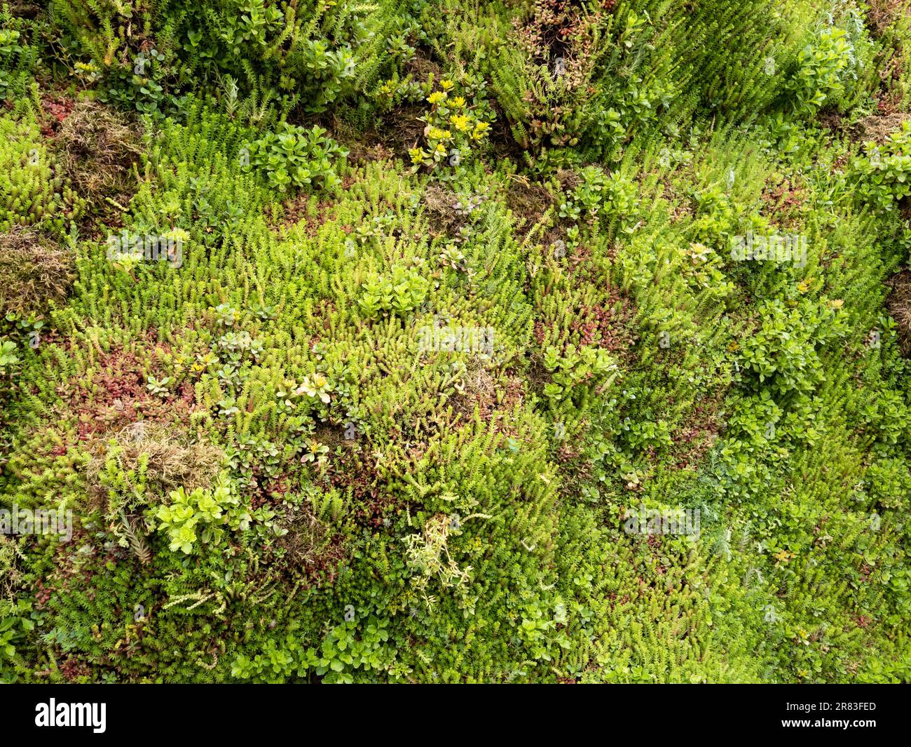 Sedum on a vertical wall Stock Photo - Alamy