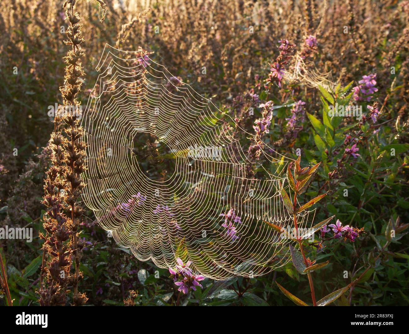 Web building spiders hi-res stock photography and images - Alamy