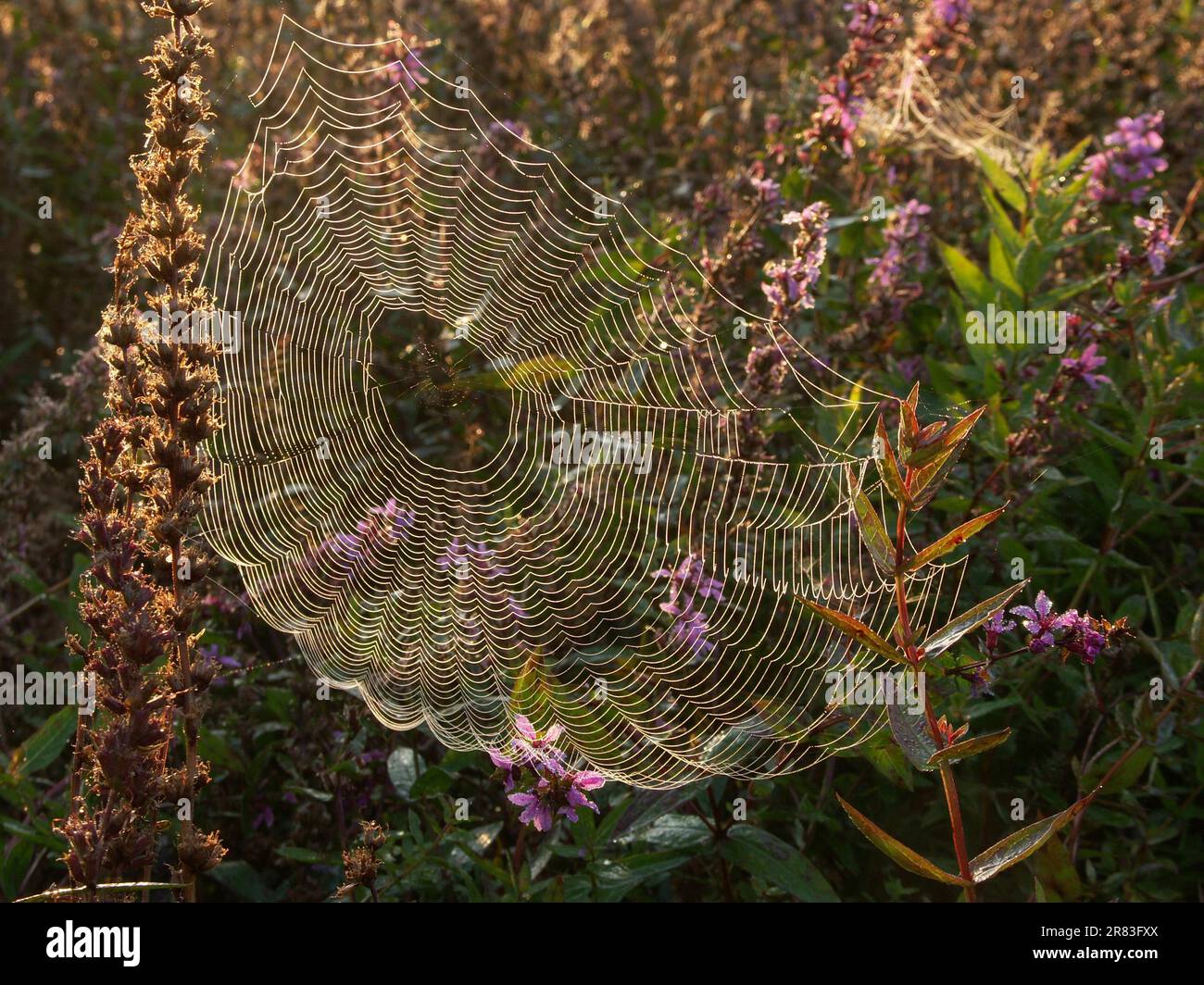 Web building spiders hi-res stock photography and images - Alamy