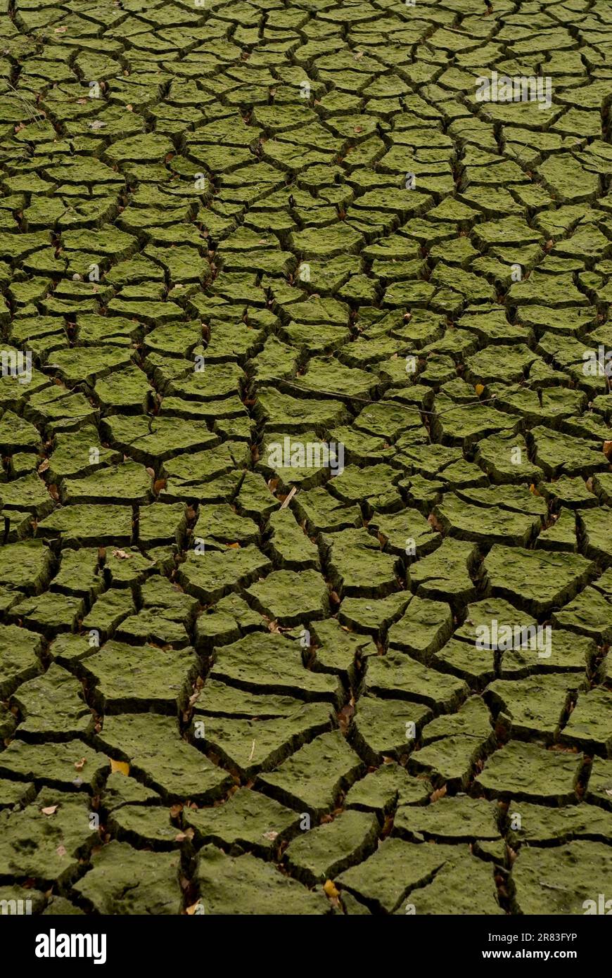 Dried pond sludge Stock Photo - Alamy