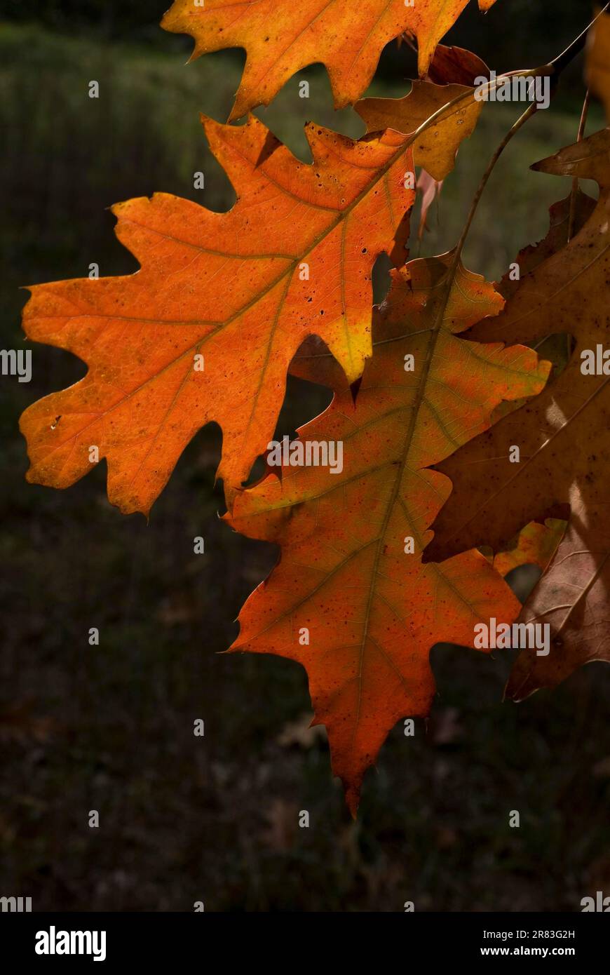 Sessile oak tree autumn hi-res stock photography and images - Alamy