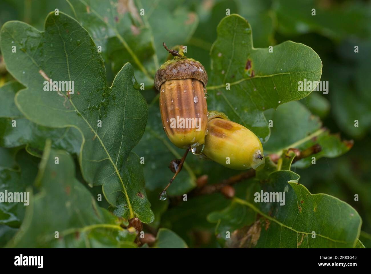 Acorns, English oak (Quercus robur Stock Photo - Alamy
