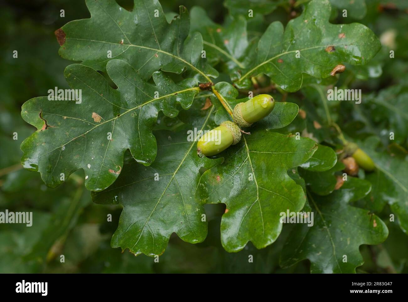 Acorns, English oak (Quercus robur Stock Photo - Alamy