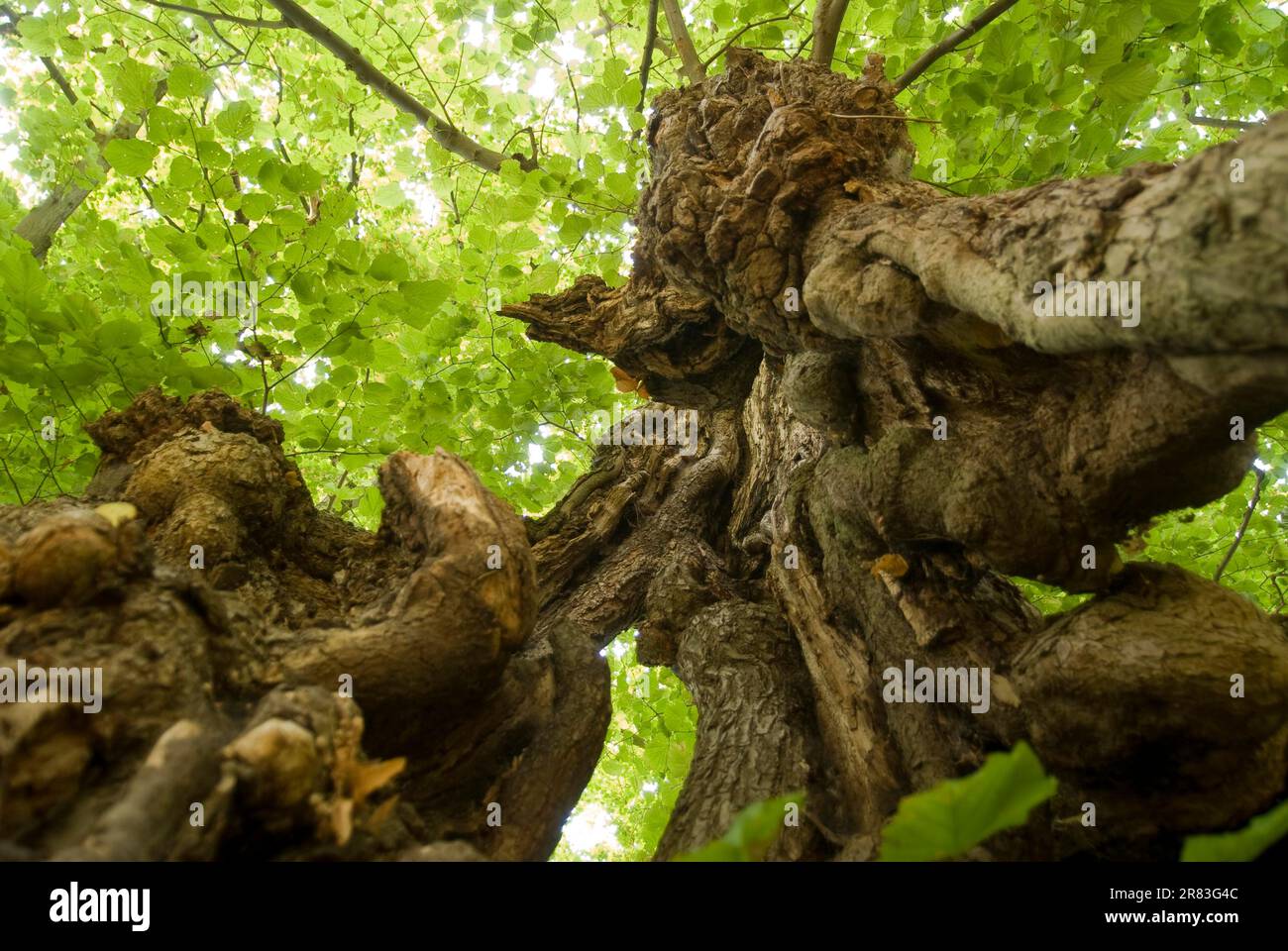 Ancient, gnarled lime tree Stock Photo - Alamy