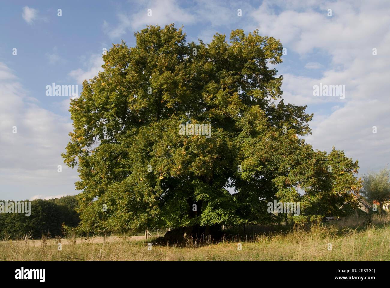 800-year-old large-leaved lime in Speck, summer lime, large-leaved ...