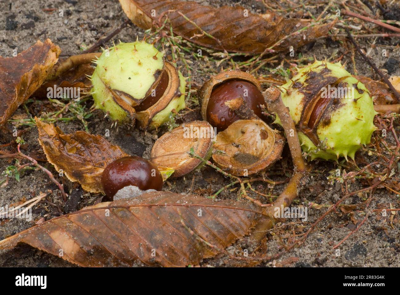 Ground chestnut hi-res stock photography and images - Alamy