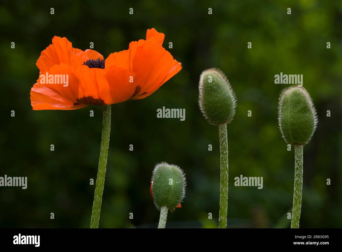 Poppy blossom and buds, poppy flowers (Papaver rhoeas), also poppy ...