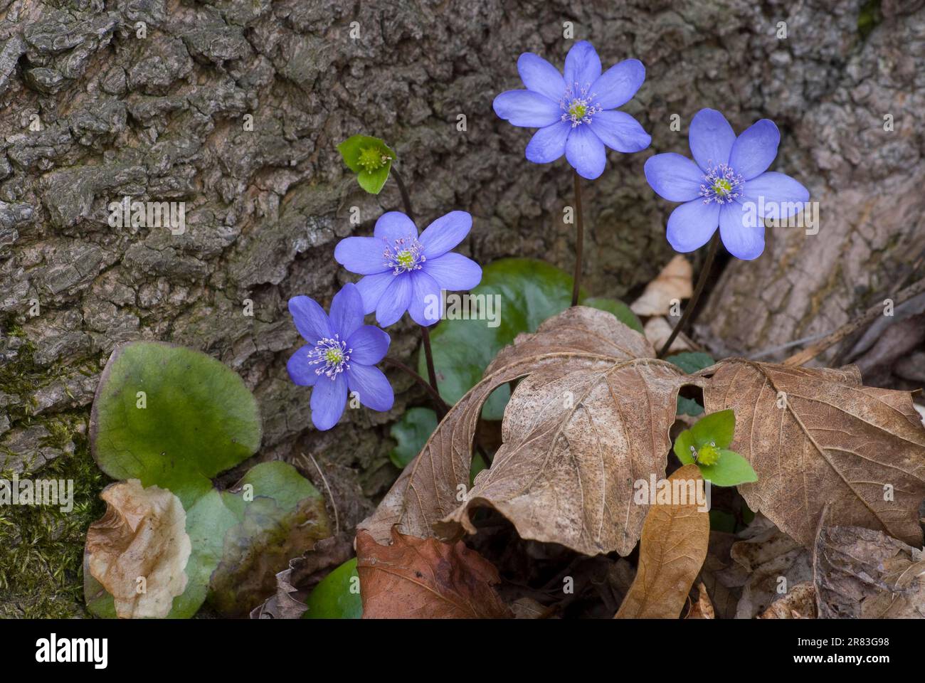 Common hepatica (Anemone hepatica) in foliage, liverworts Stock Photo ...