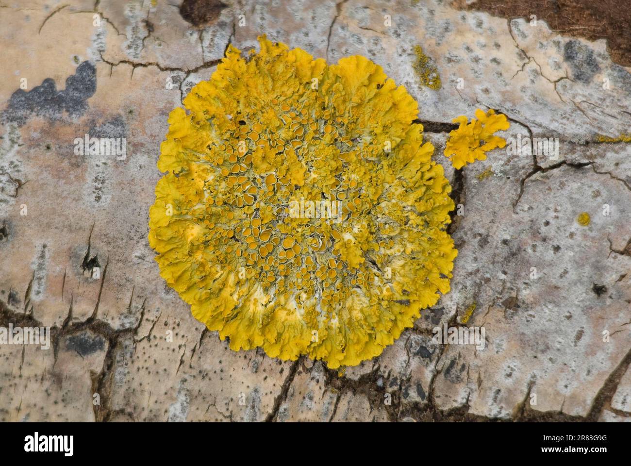 Trunk lichen hi-res stock photography and images - Alamy