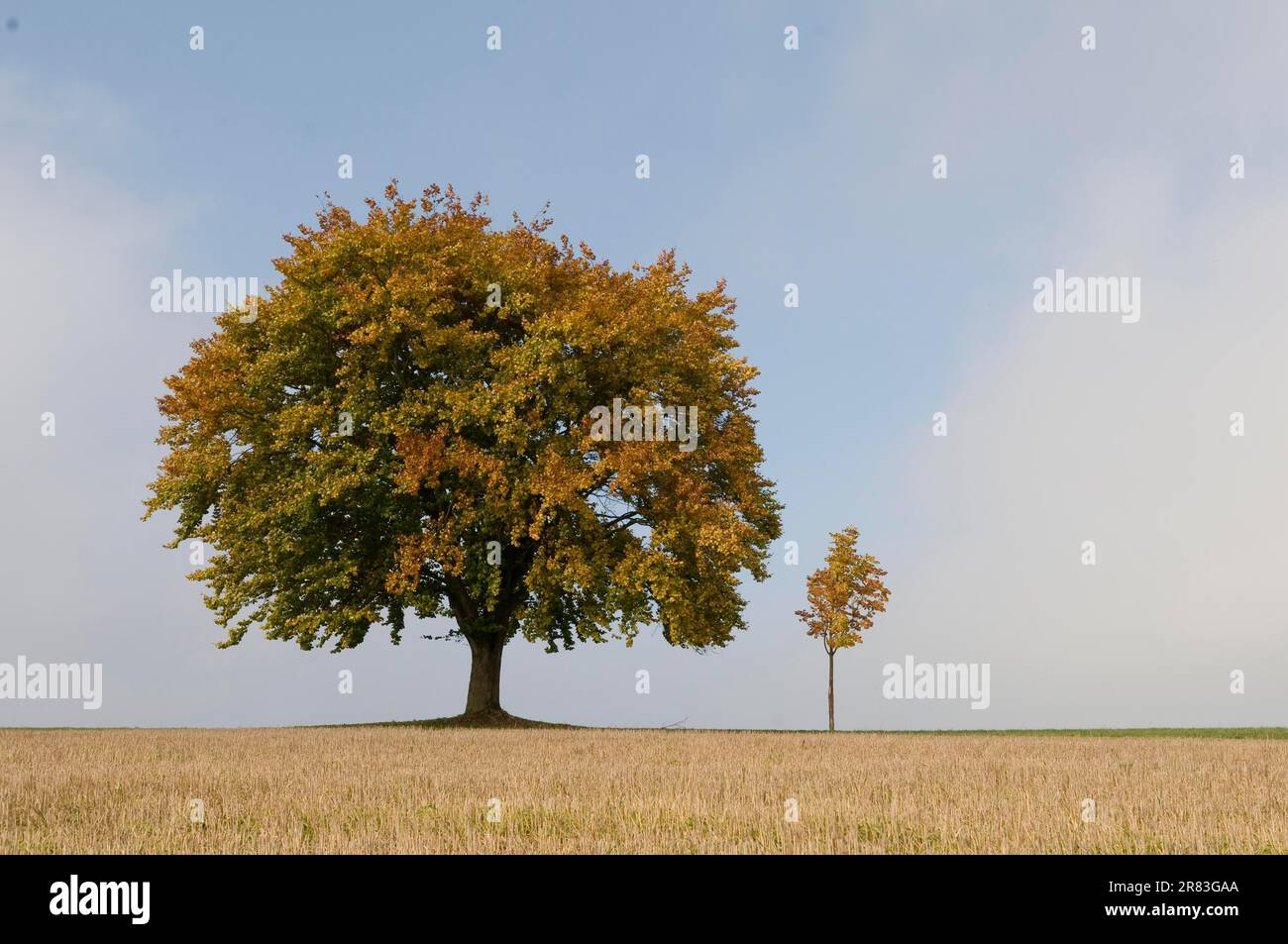 Small and big tree, old and young Stock Photo - Alamy