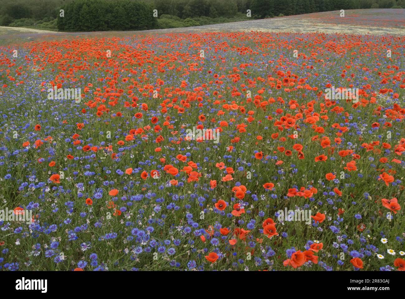 Poppy and cornflower (Centaurea cyanus), cornflower and poppy flowers ...