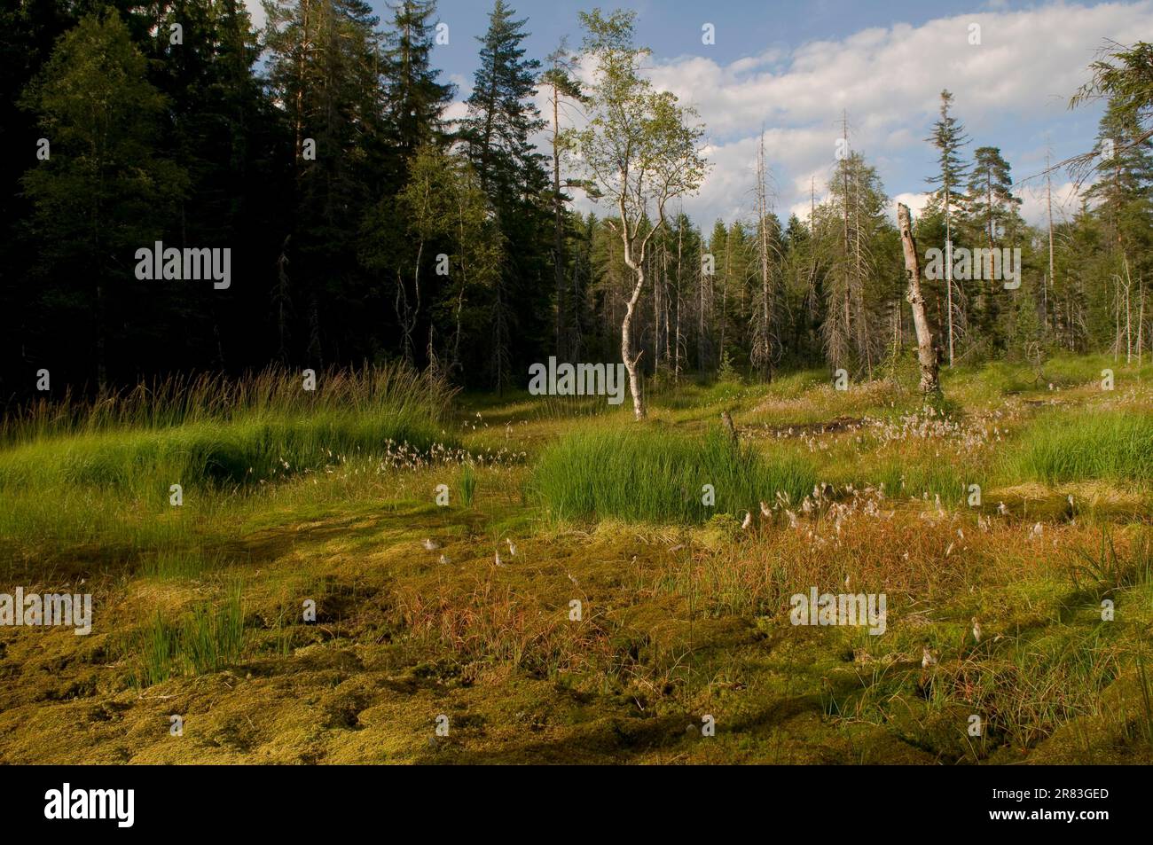 Biotope moor hi-res stock photography and images - Alamy