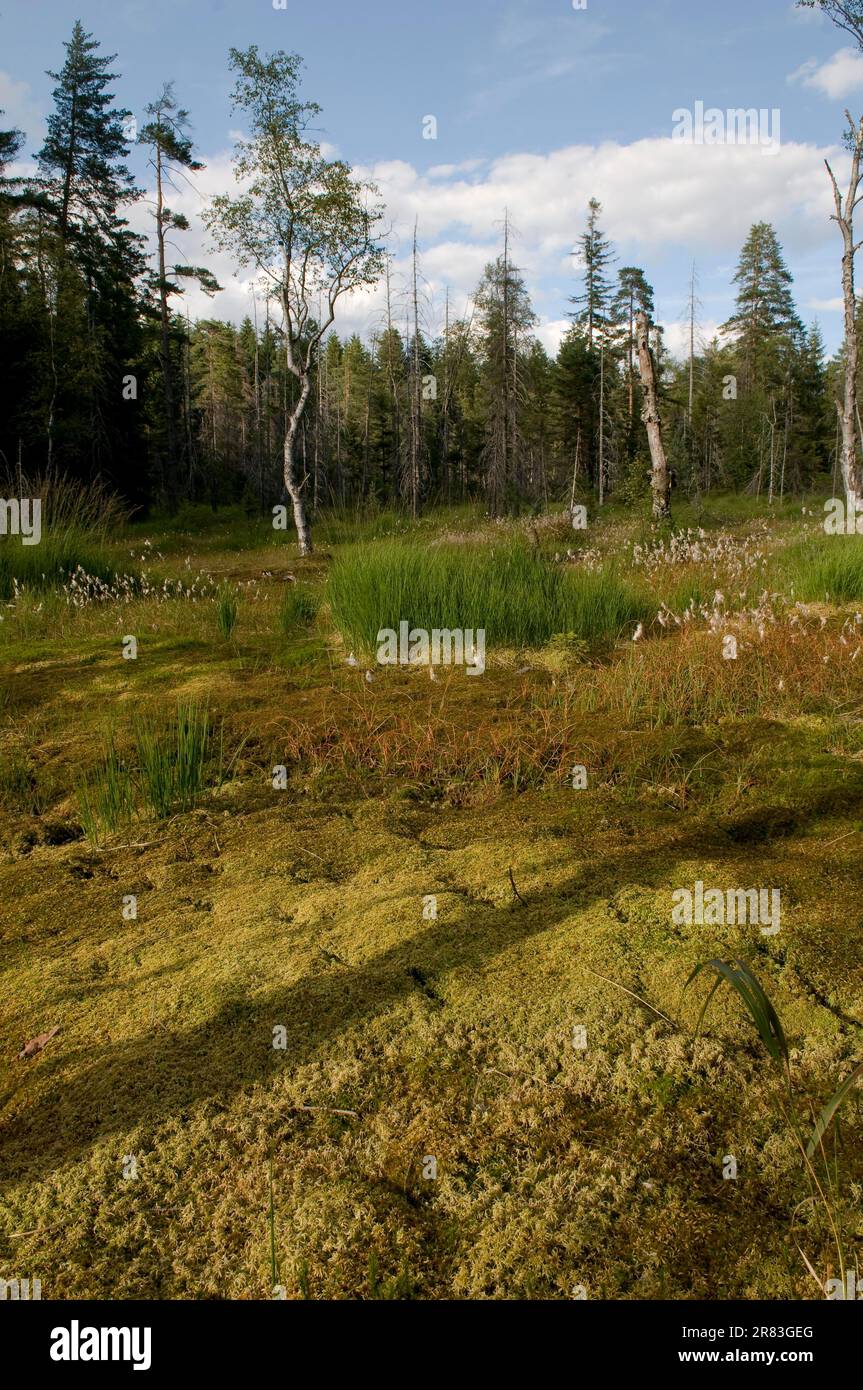 Biotope moor hi-res stock photography and images - Alamy