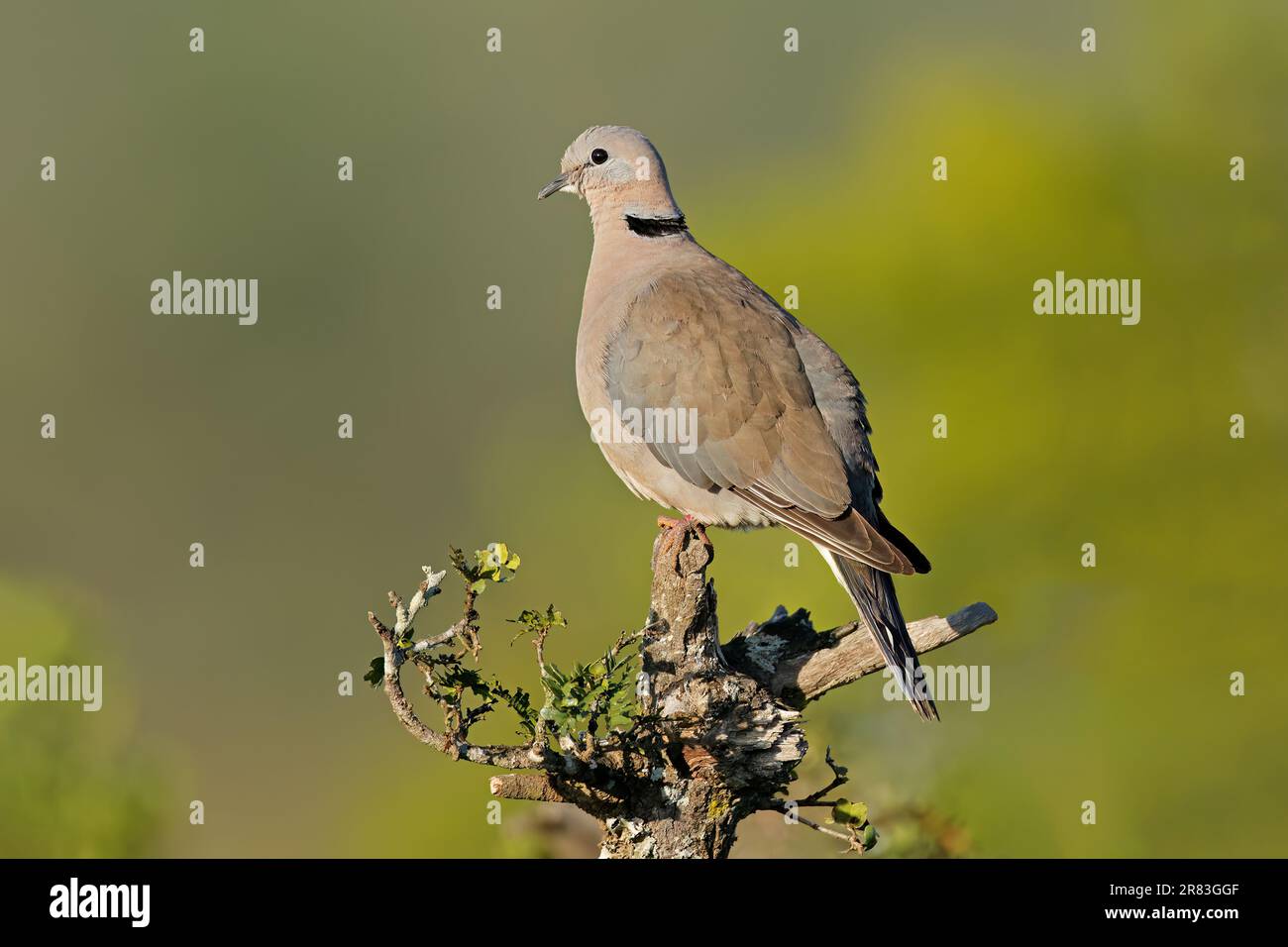 Turtle doves hi-res stock photography and images - Alamy