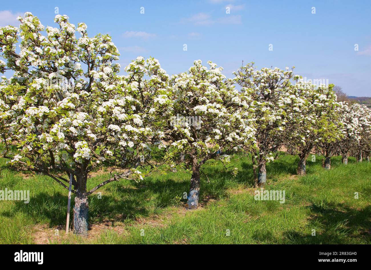 Tree blossom orchard meadow hi-res stock photography and images - Alamy