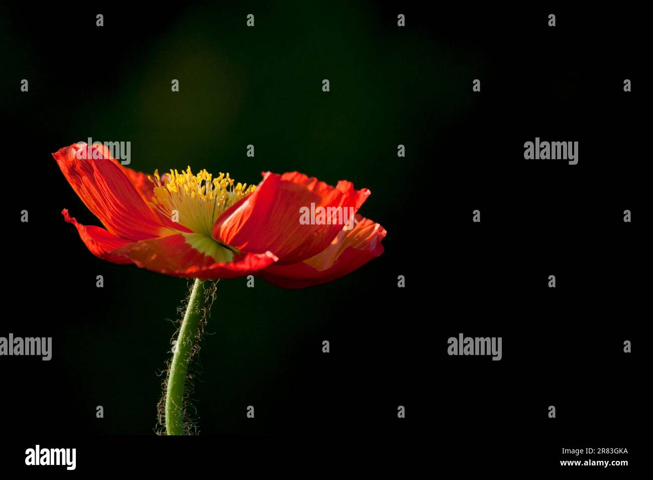 Decorative poppy hi-res stock photography and images - Alamy
