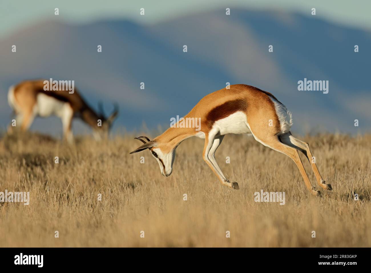 Jumping springbok antelope (Antidorcas marsupialis), Mountain Zebra ...