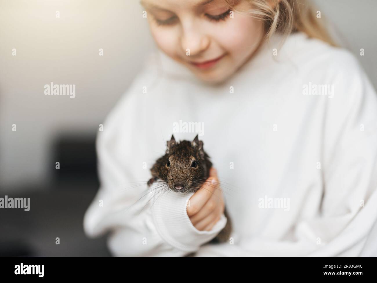 Little girl playing with cute chilean degu squirrel. Cute pet sitting ...