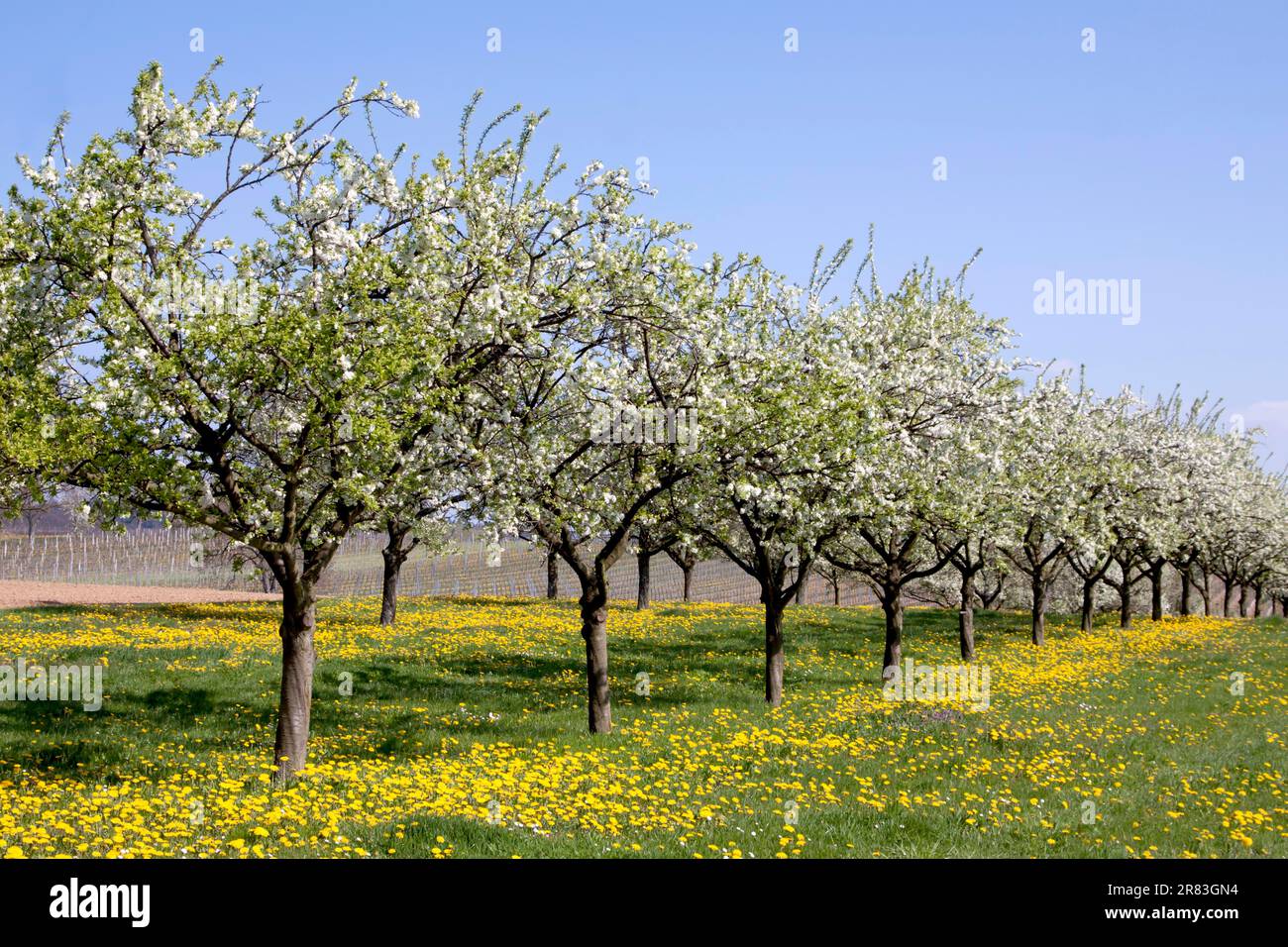 Tree blossom orchard meadow hi-res stock photography and images - Alamy
