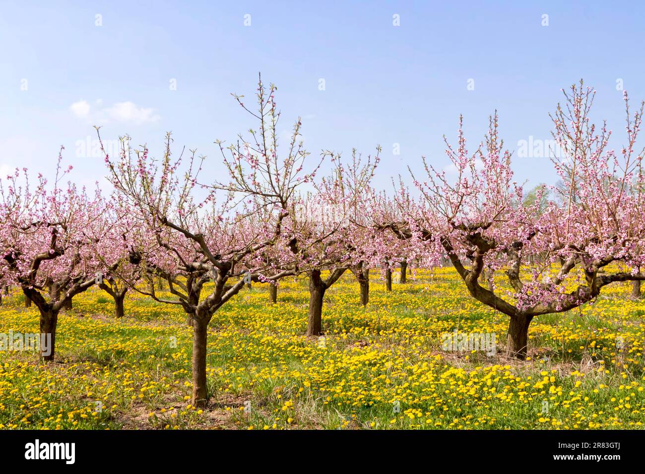 Flowering peach trees Stock Photo - Alamy