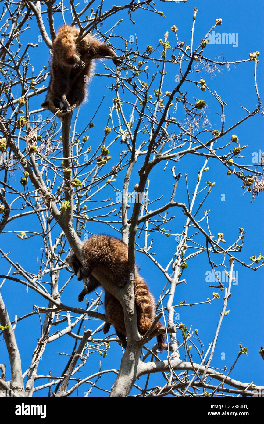 (Procyon lotor) Linnaeus: classification Mammalia - Placentalia ...