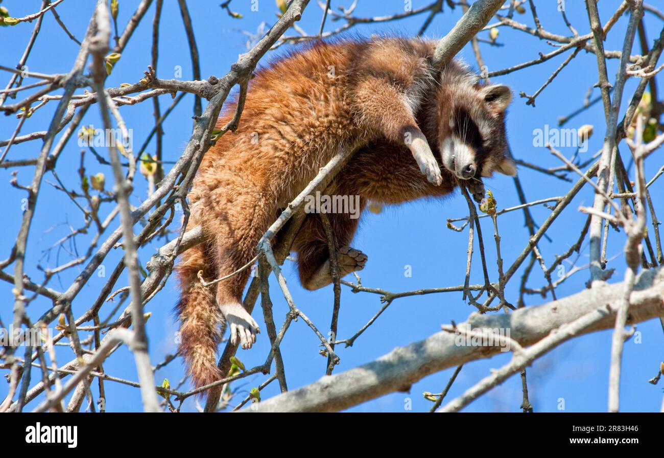 (Procyon lotor) Linnaeus: classification Mammalia - Placentalia ...