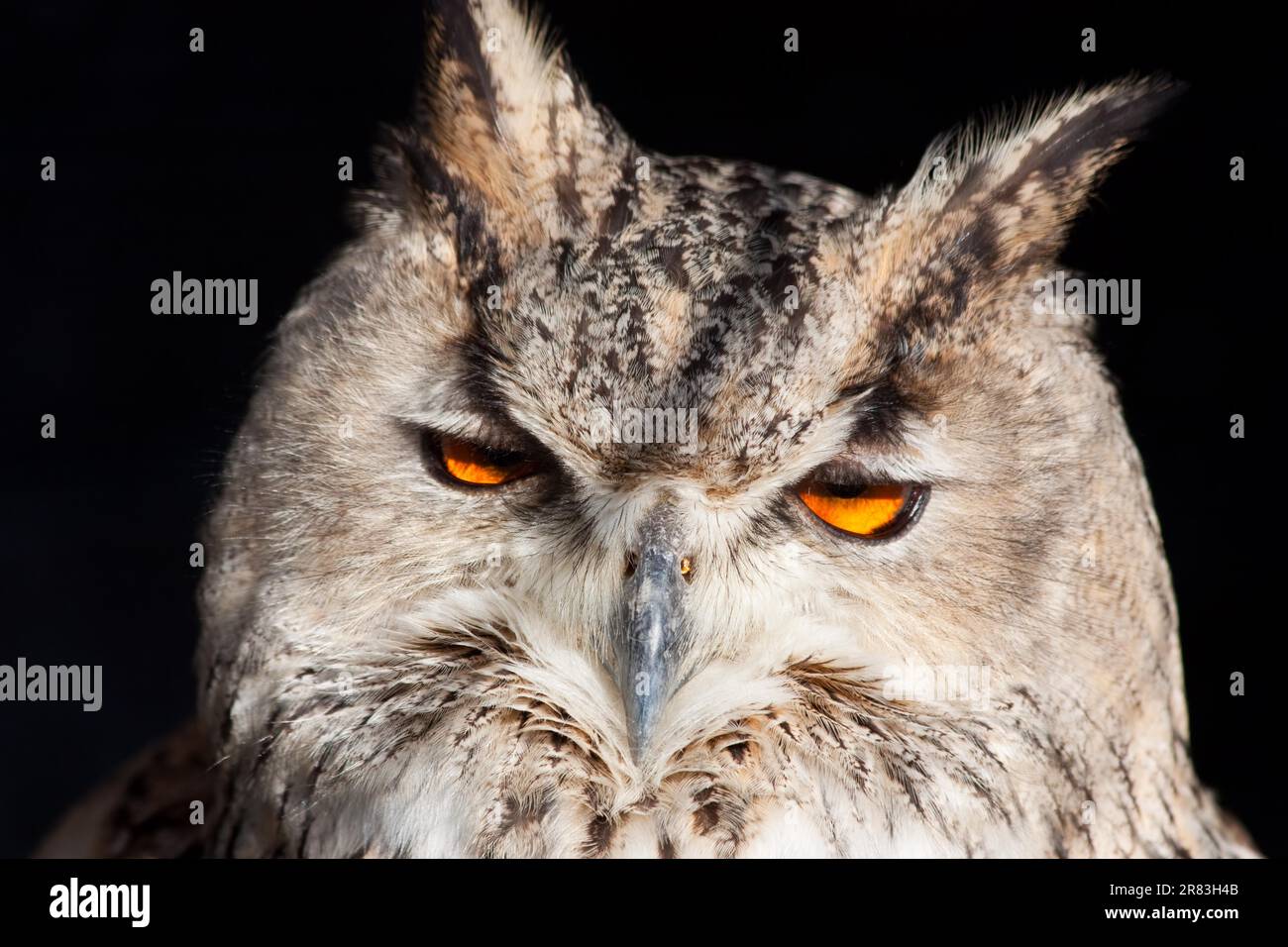 Royal owl: (Strigiformes) complete classification Bubo Bubo - Aves ...