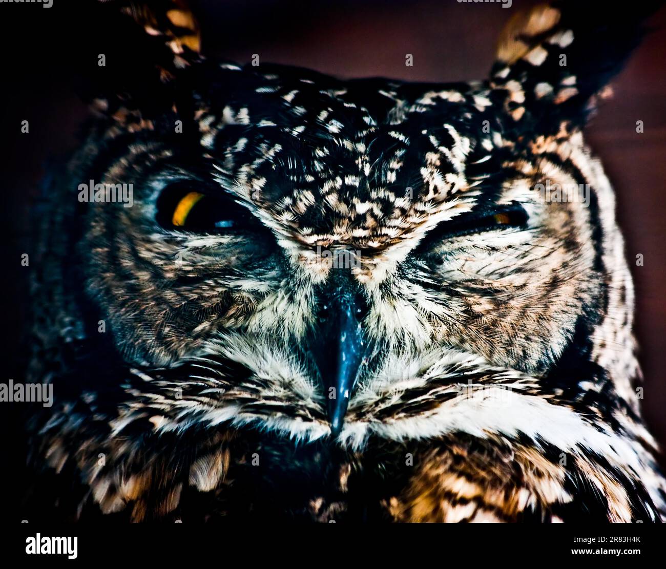 Small European owl, nocturnal bird of prey with hawk-like beak and ...