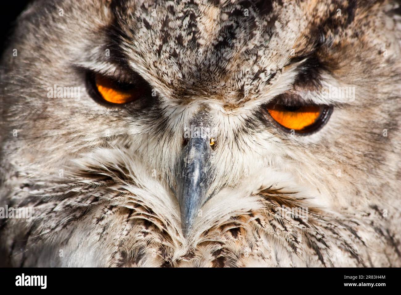 Royal owl: (Strigiformes) complete classification Bubo Bubo - Aves ...