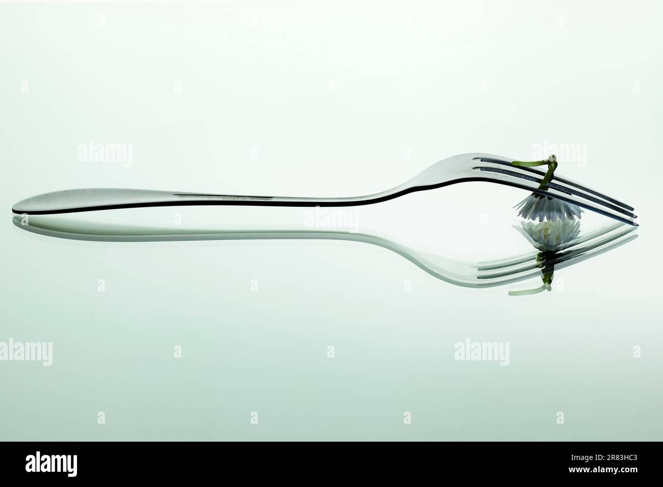 Steel forks with daisies on shiny mirror surface Stock Photo - Alamy