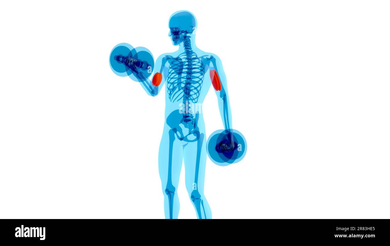 Anatomy of a X-ray man doing Biceps Curls Stock Photo - Alamy