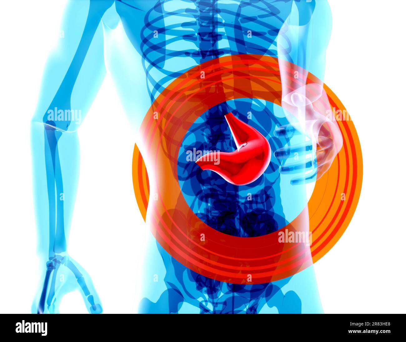 Abstract anatomy design of the stomach Stock Photo - Alamy