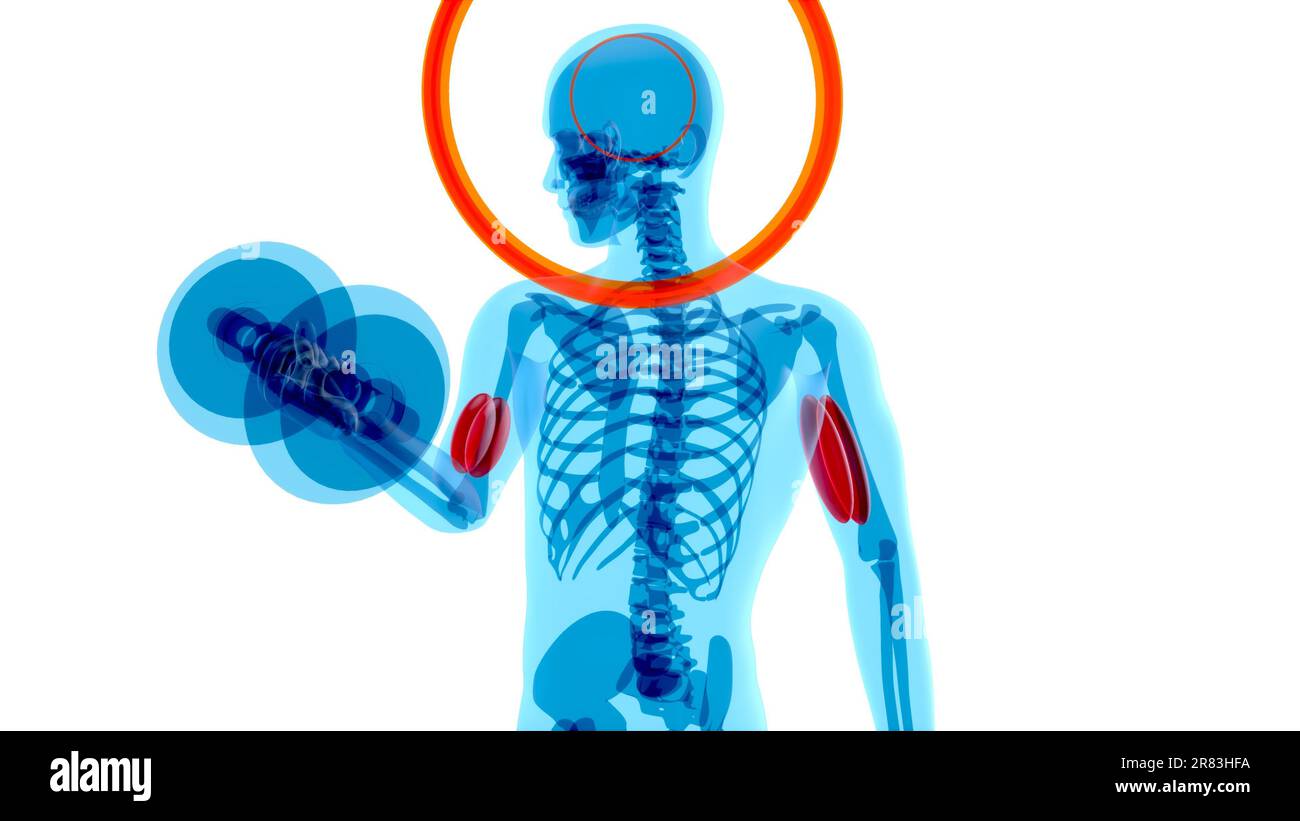 Anatomy of a X-ray man doing Biceps Curls Stock Photo - Alamy