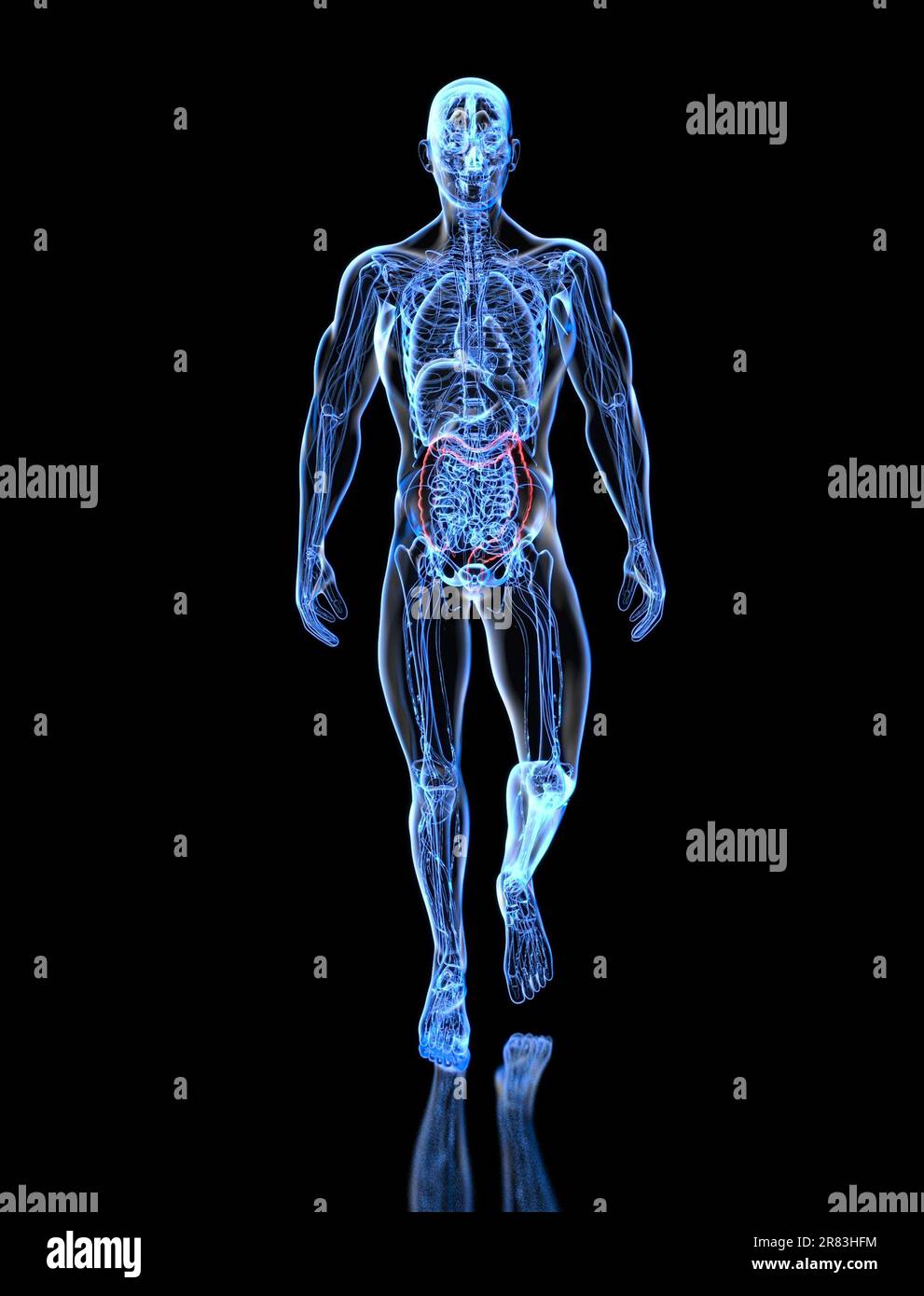 Abstract 3d anatomy view of the gut Stock Photo - Alamy