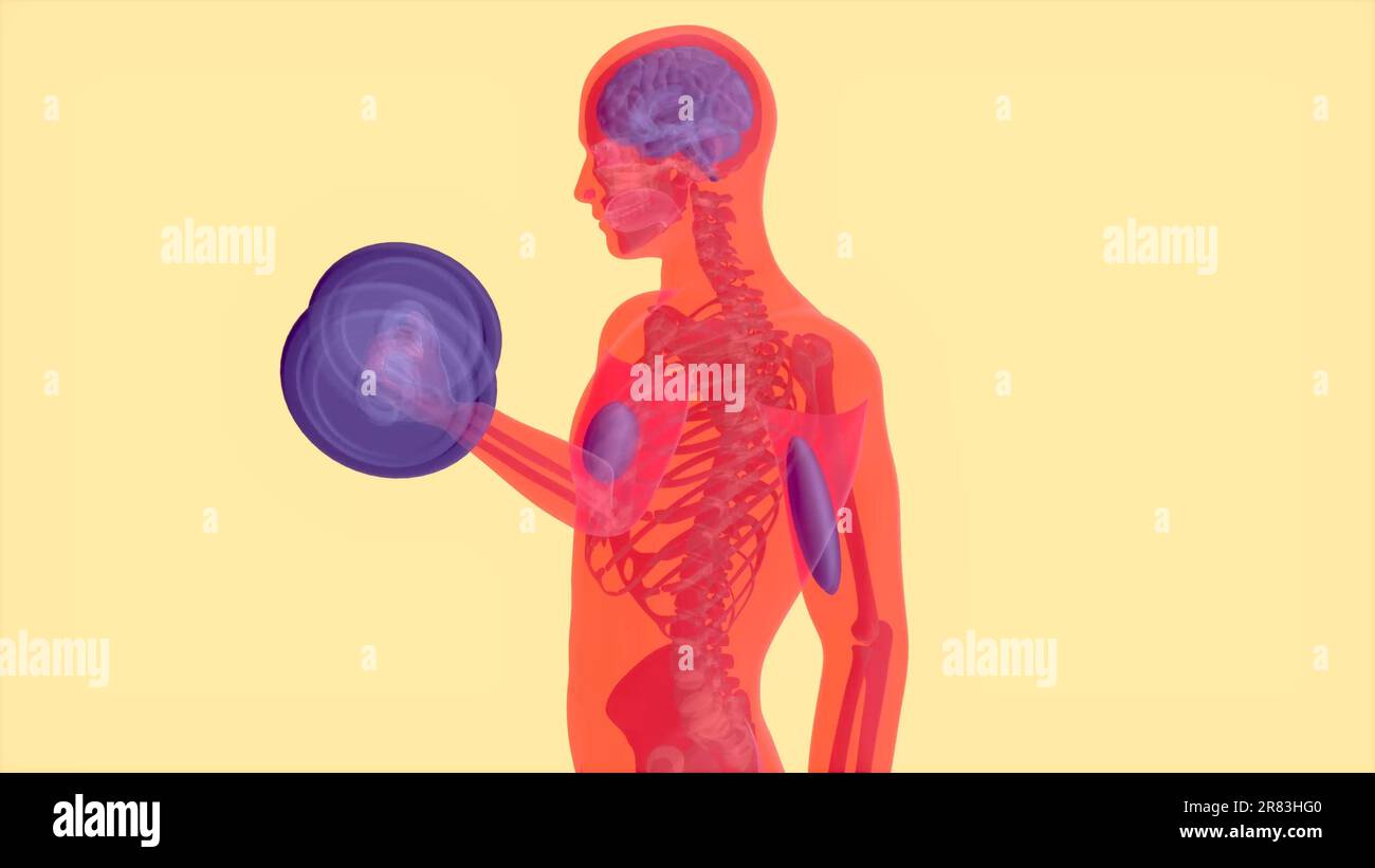 Biceps and brain hi-res stock photography and images - Alamy