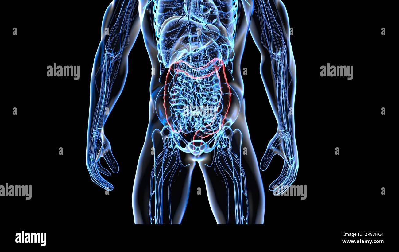 Abstract 3d anatomy view of the gut Stock Photo - Alamy