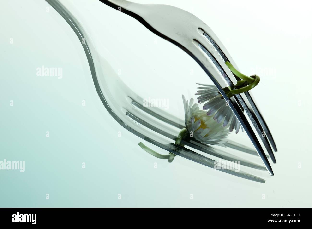 Steel forks with daisies on shiny mirror surface Stock Photo - Alamy