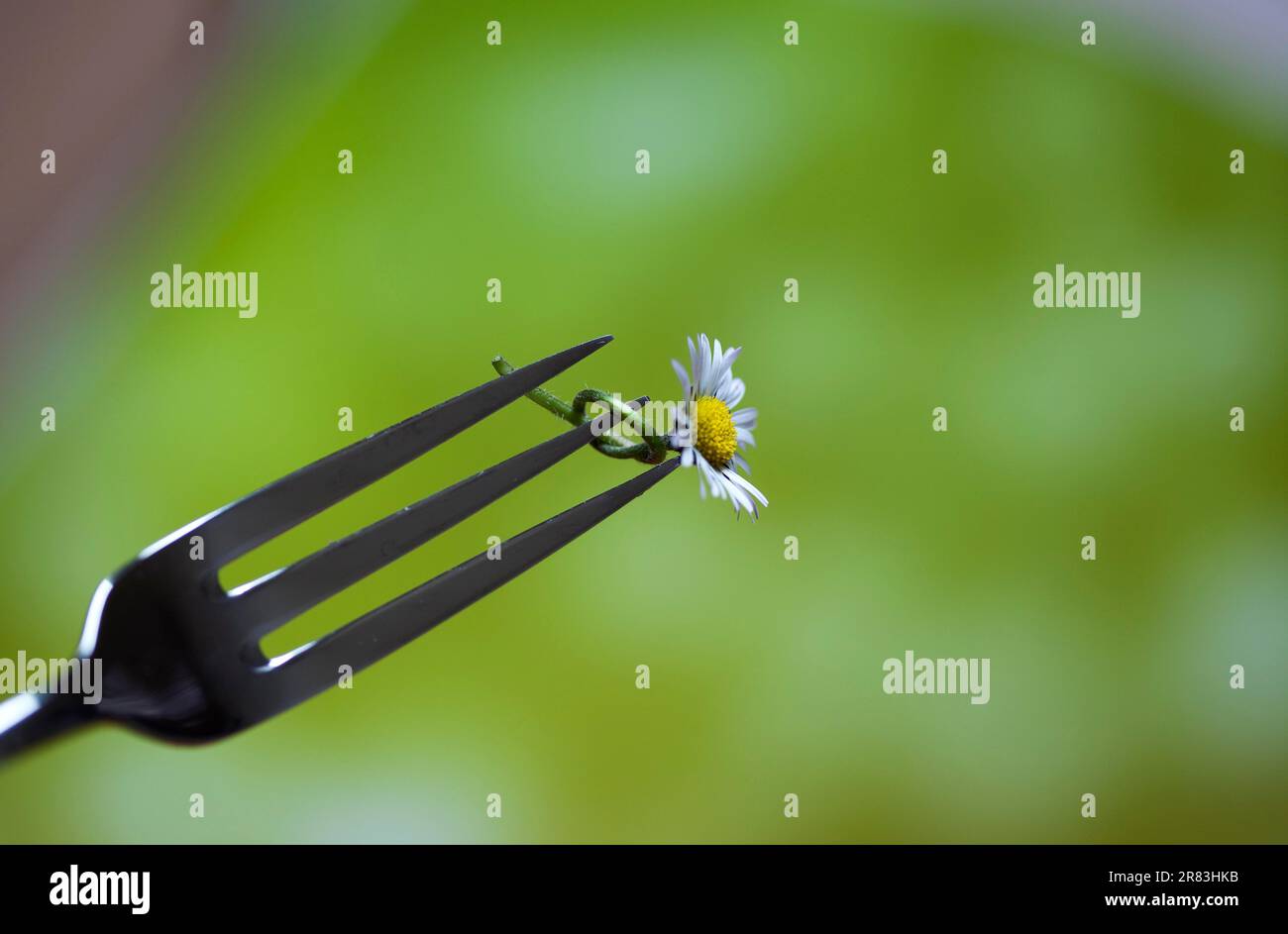 Steel Forks with Daisy Flower with Soft Colourful Background Stock ...