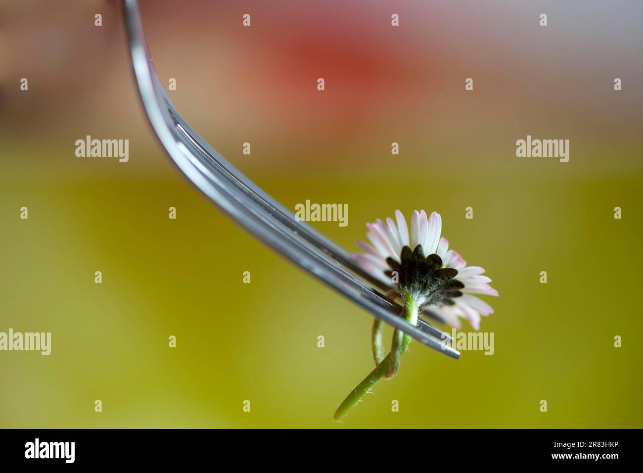 Steel Forks with Daisy Flower with Soft Colourful Background Stock ...