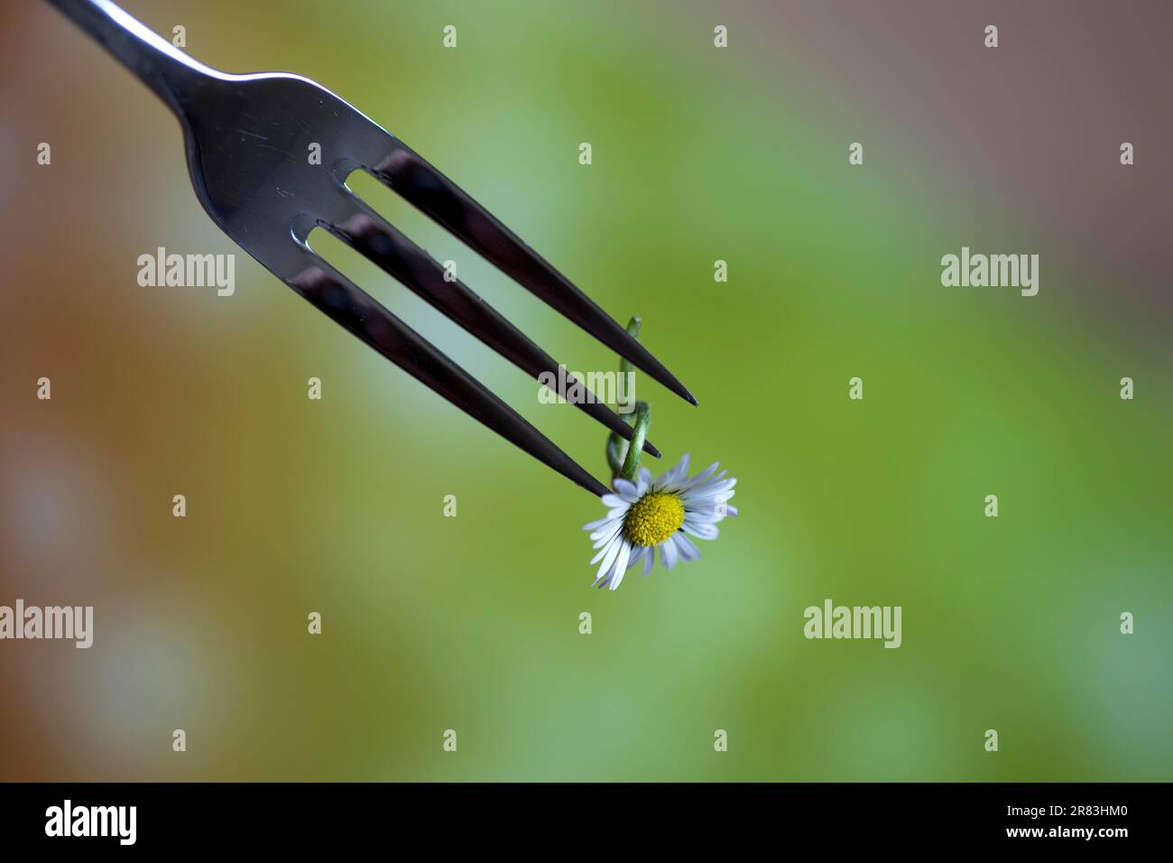 Steel Forks with Daisy Flower with Soft Colourful Background Stock ...