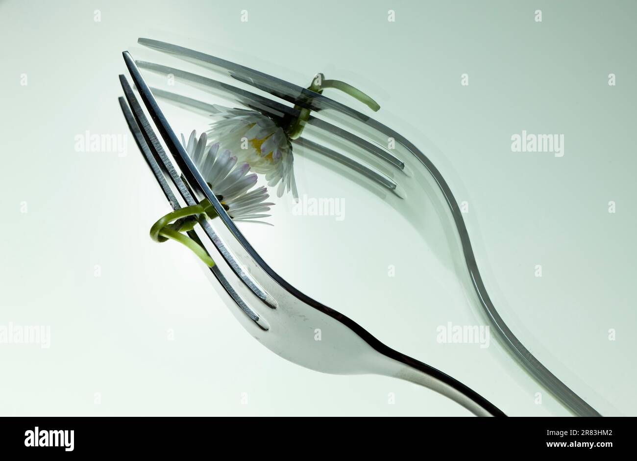 Steel forks with daisies on shiny mirror surface Stock Photo - Alamy